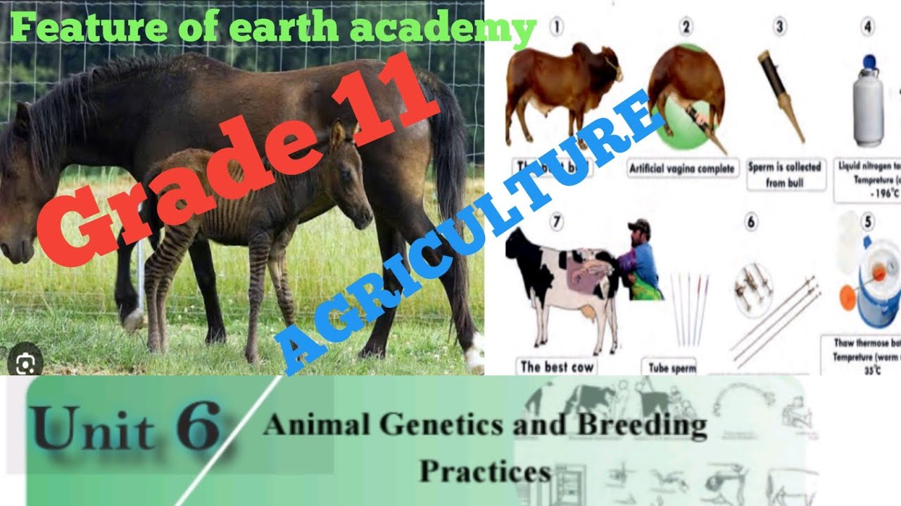 Grade 11 Agriculture unit 6 part 1, 6.1 Introduction to animals ...