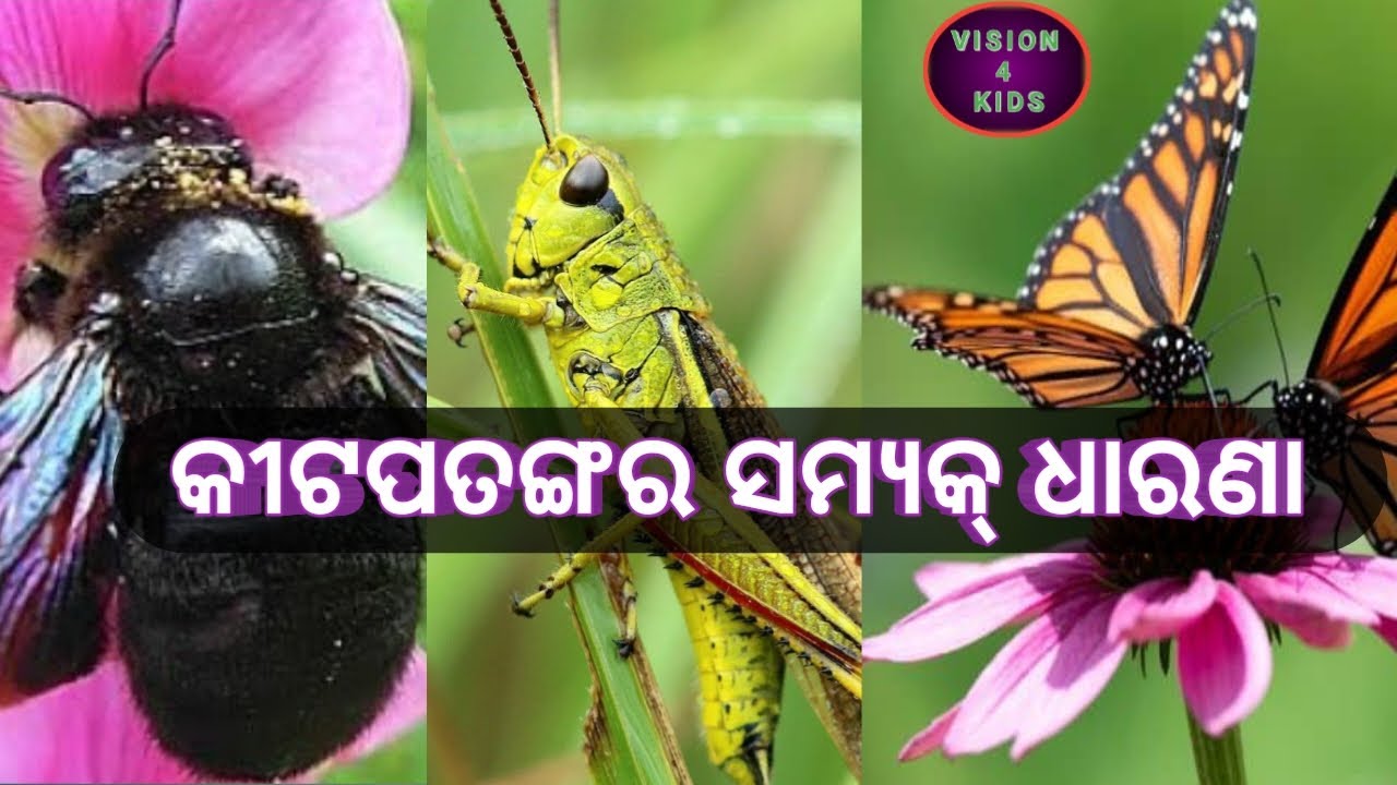 Exploring Warm Insects /Exploring the World of Insects with Kids ...