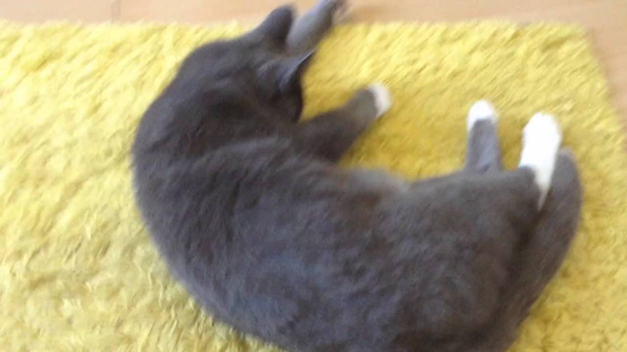 Dirk is scared of his toy - YouTube