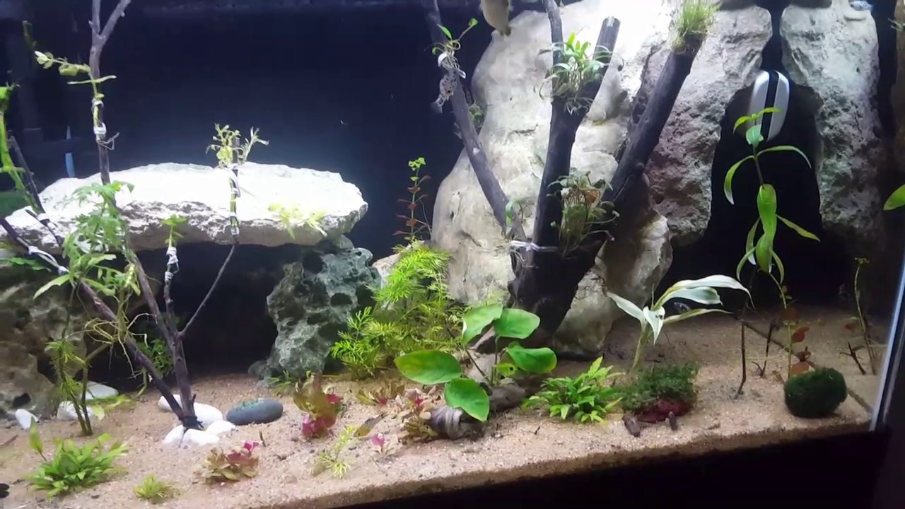 Figure 8 Puffer Information - YouTube