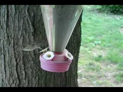Hummingbird at the feeder