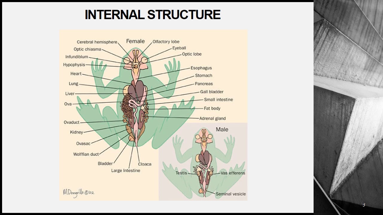 12 Rana sp video - YouTube
