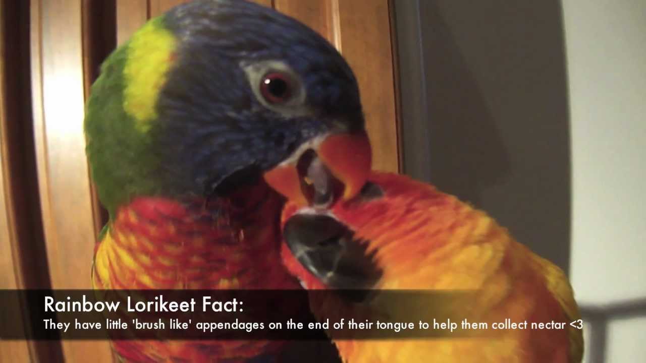 Pepe the Sun Conure & Iris the Rainbow Lorikeet Preening - YouTube