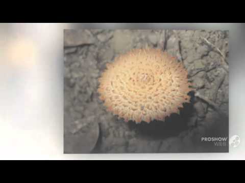 Agaricus crocopeplus - fungi kingdom - YouTube