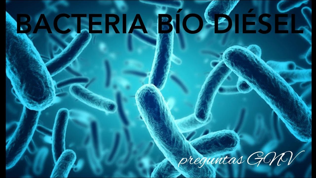 BACTERIA EN BIO DIESEL Y SOLUCION CON ADITIVO - YouTube