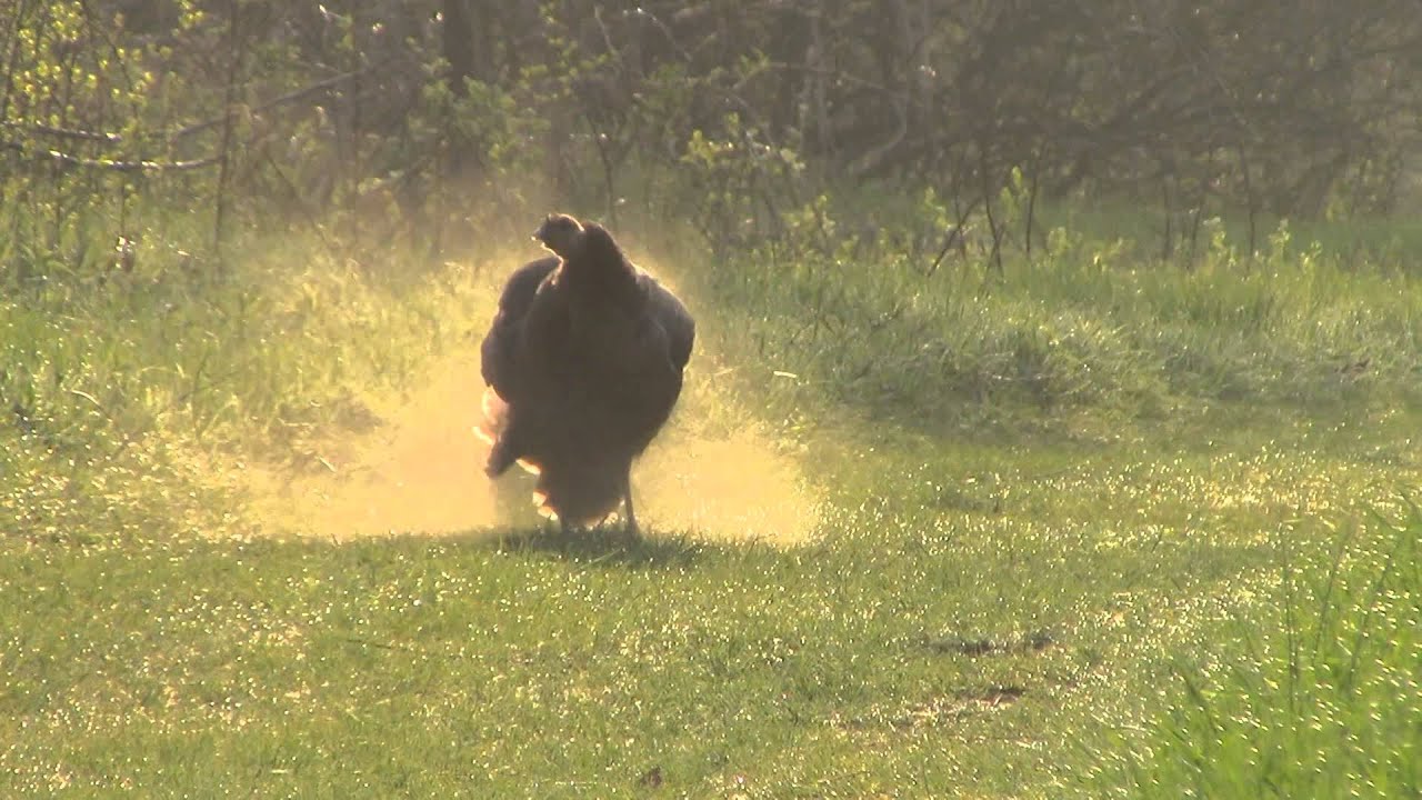 Dancing Turkey shaking it... - YouTube