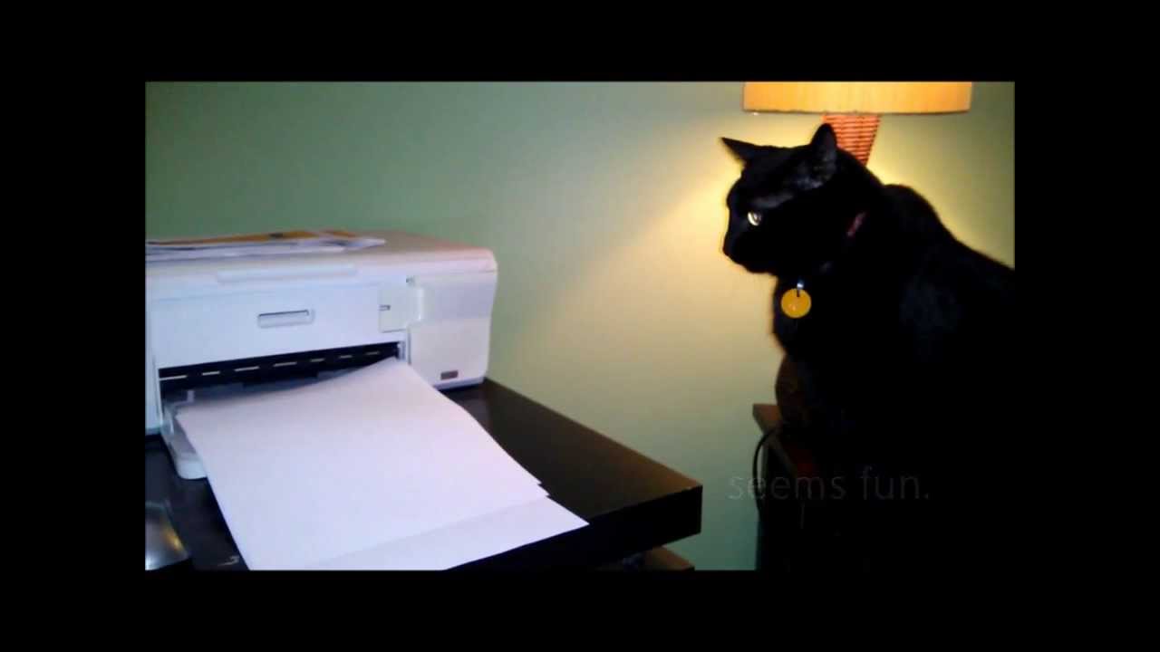 Cat vs printer - YouTube