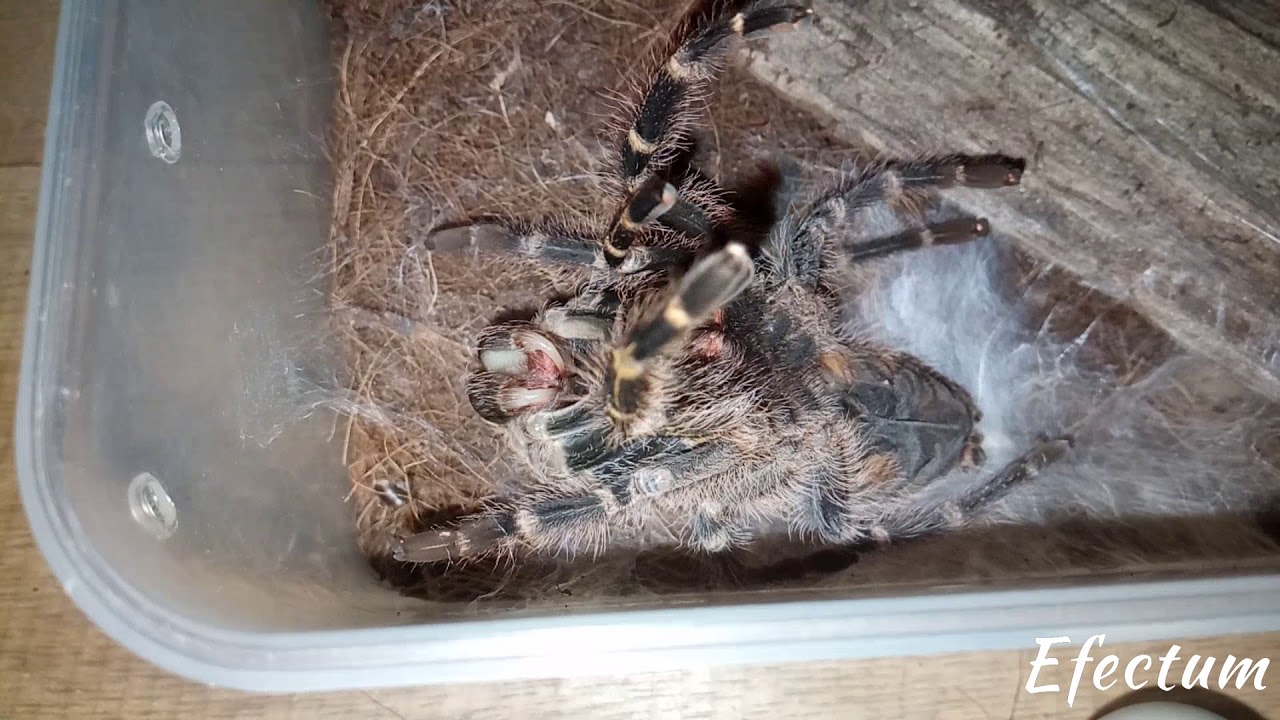 Tarantula Molting Process #01 - YouTube