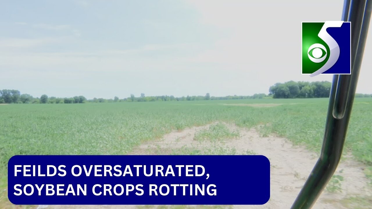 Crops rotting: Too much rain harming soybean growth - YouTube