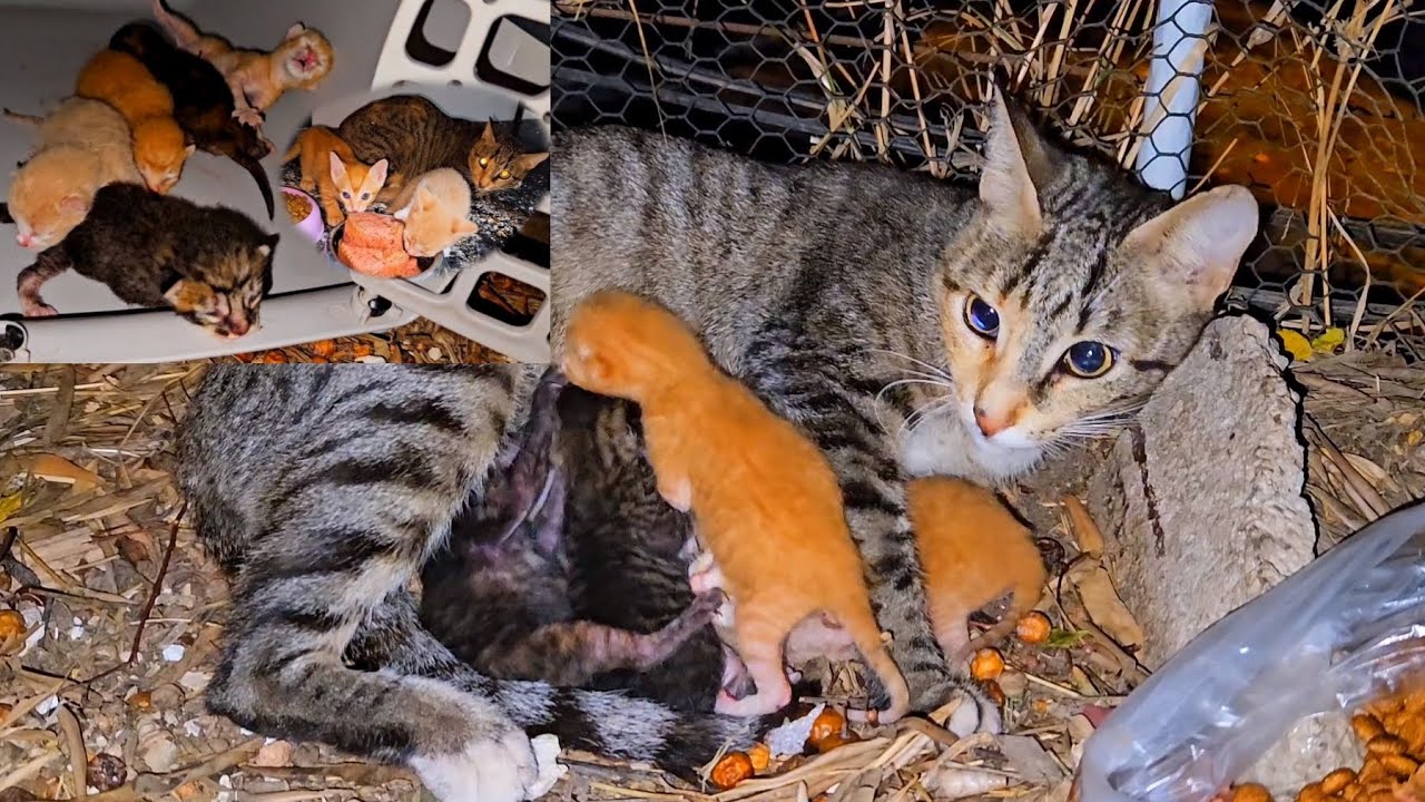 How rescued kittens grow: from Day 1 to 35 "the story of the stray cat ...