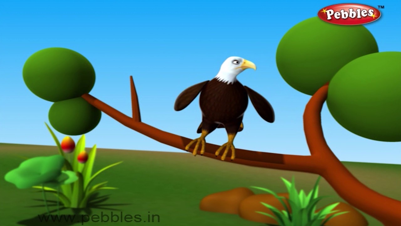 Eagle Bird Nursery Rhyme | Bird Rhymes | Nursery Rhymes For Kids ...
