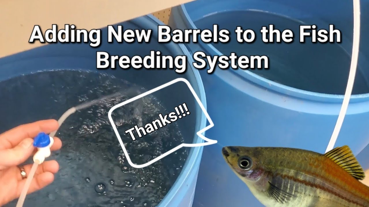 Adding New Barrels to the Fish Breeding System - YouTube
