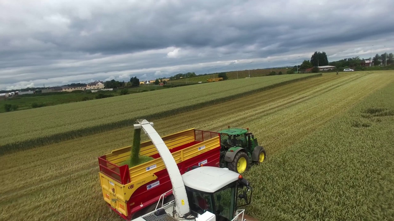 Cutting Hybrid Rye Intro - YouTube