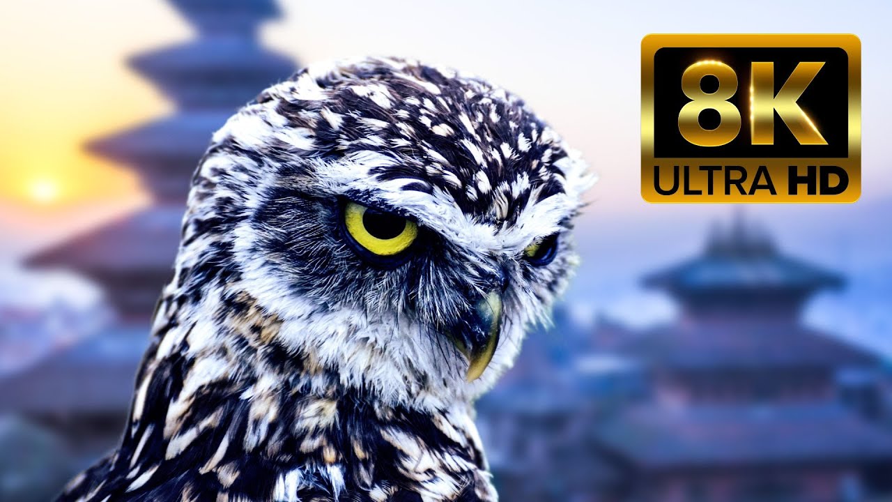 Owl Amazing Bird | Owl 4k ULTRA HD Beautiful Scenes | Safe Animal Life ...