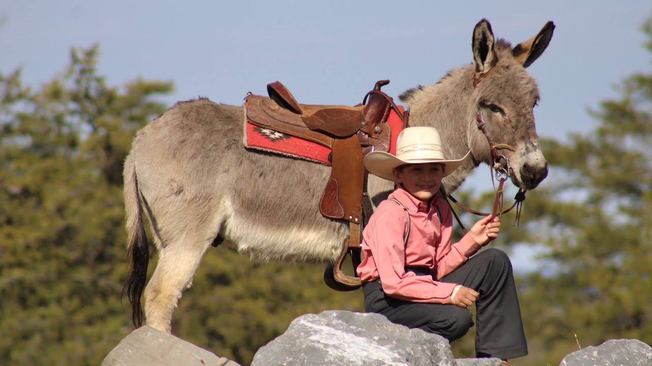 John Henry 6yr old donkey gelding that is very well broke to ride and ...