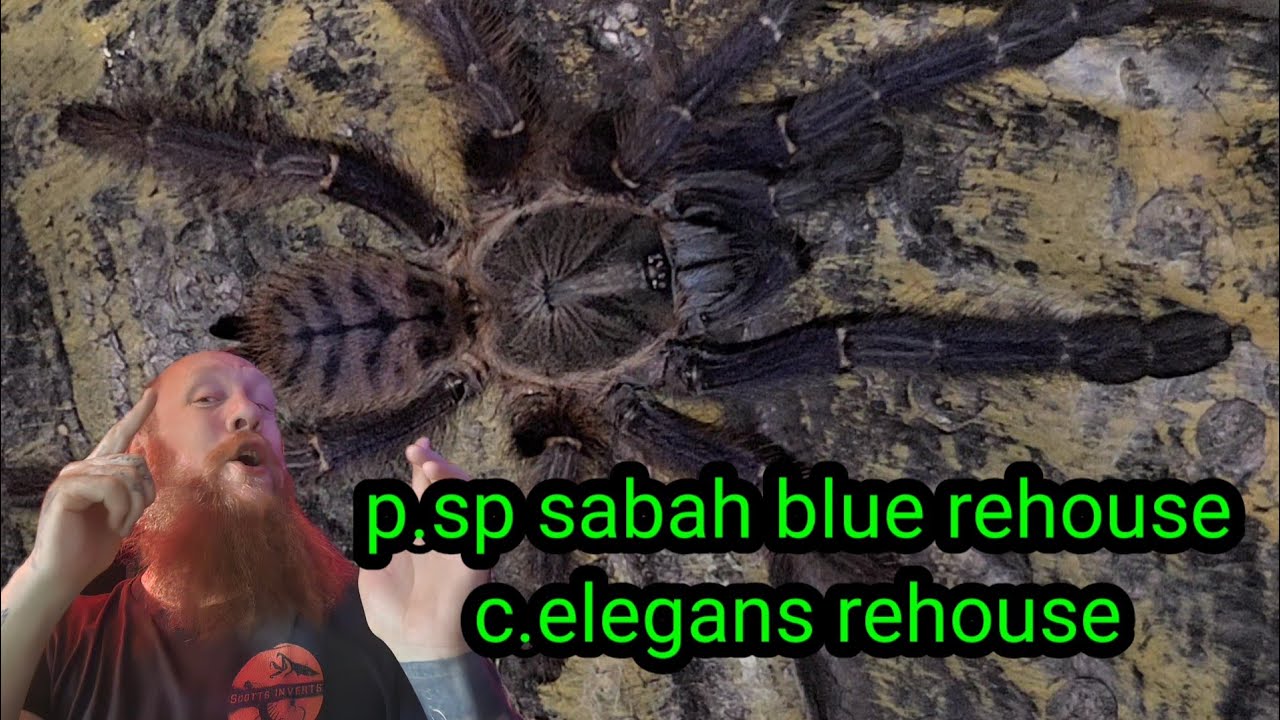 sabah blue tarantula rehousing - YouTube