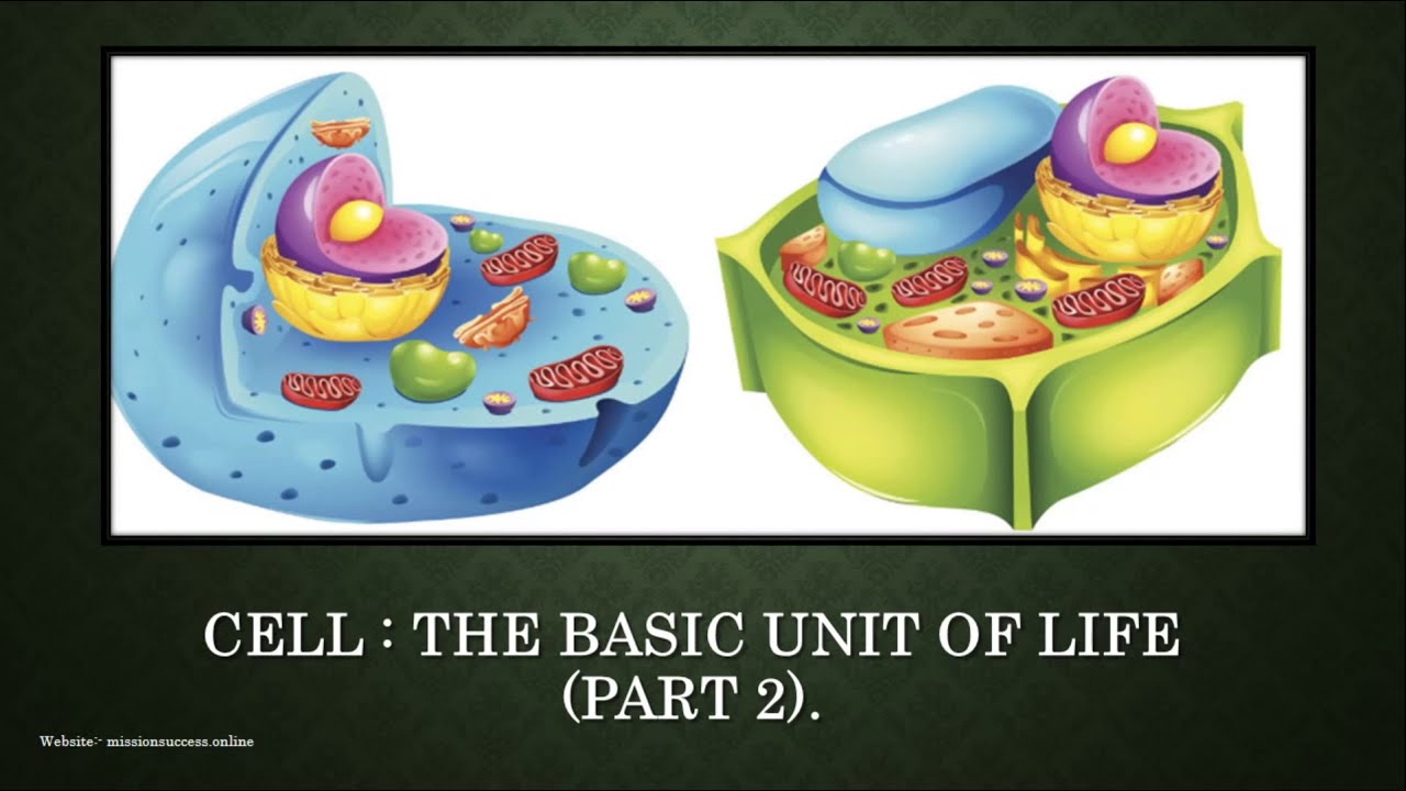 Cell Structure Part 2 - YouTube
