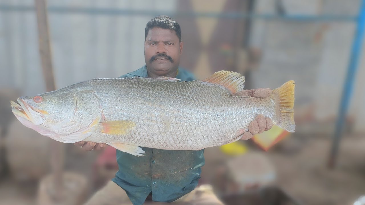 August 20, 2022kasimeadu selvam koduva fish cutting - YouTube
