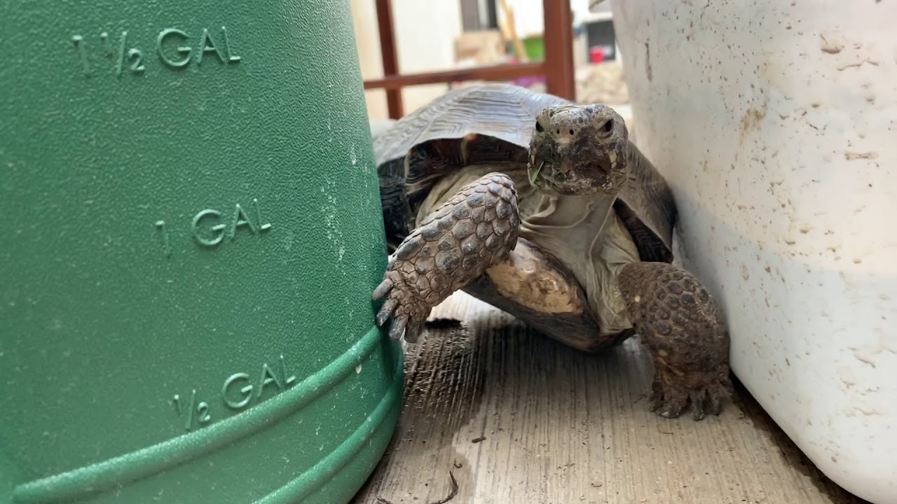 Turtle pushes full watering can aside to get through - YouTube