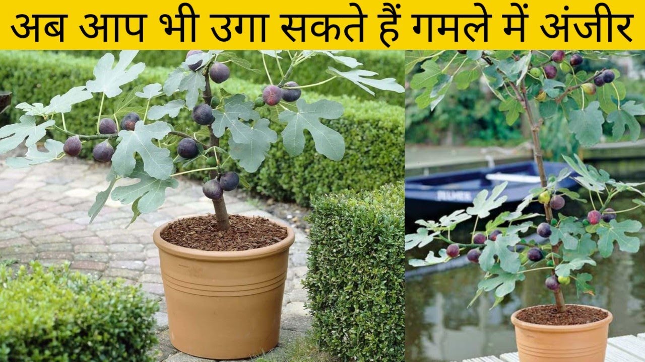 Anjeer Ke Ped Ko Kaise Lagaye Anjeer Ki Kalam Kaise Tayyar Kare 👉 How ...