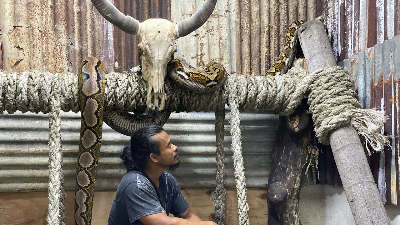 biggest snake caught on camera viral.. - YouTube