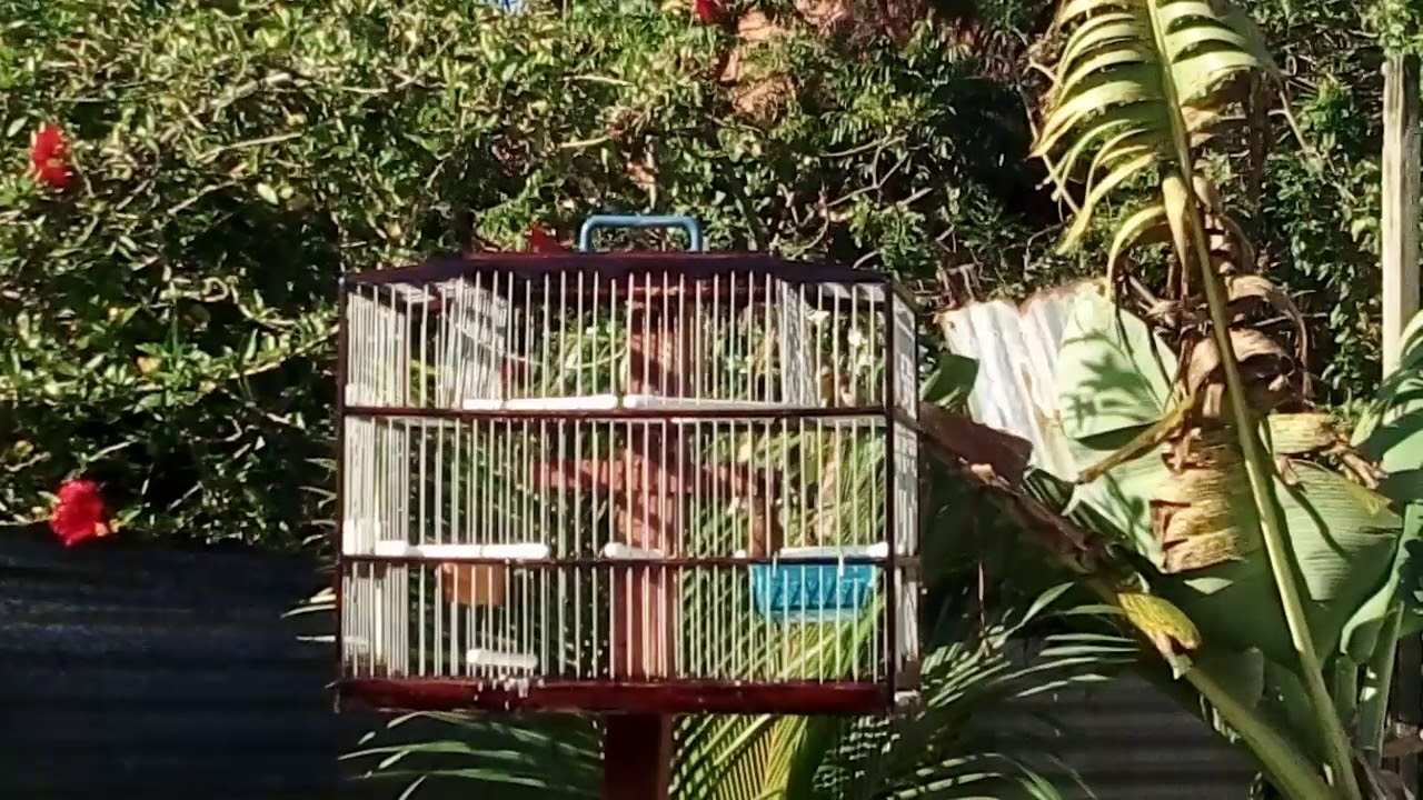 Trini bullfinch 2018 Brown bird singing notes weet teeture in front ...