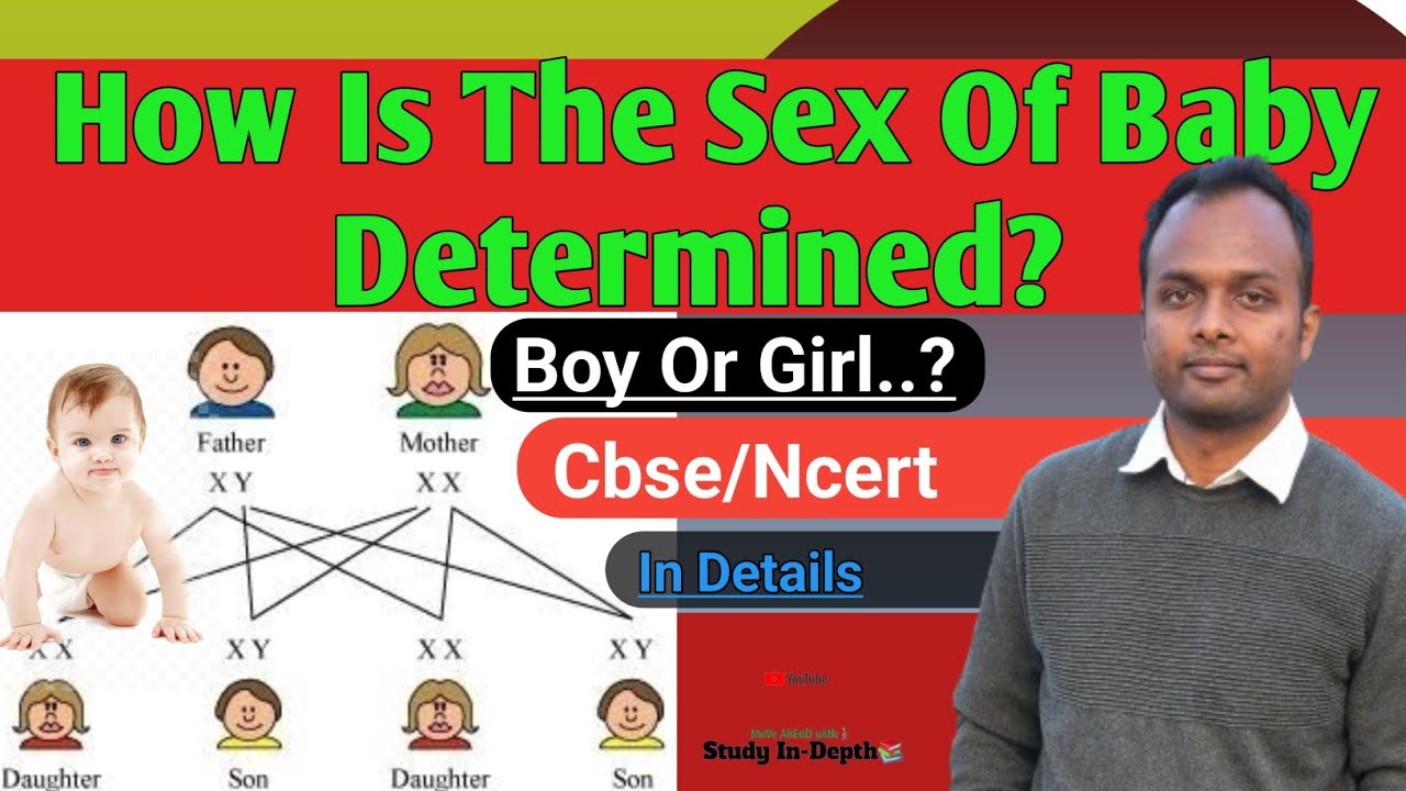How Is The Sex Of Baby Determined?|Class 8/Science|Biology|Study In ...