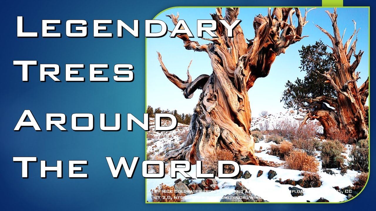 HISTORICAL/LEGENDARY TREES AROUND THE WORLD| (#29) - YouTube