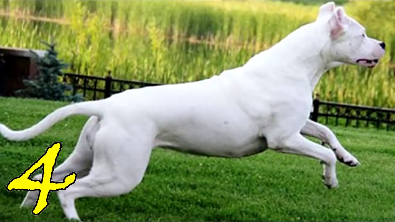TOP 5 Razas De Perros con apariencia ATERRADORAS - YouTube