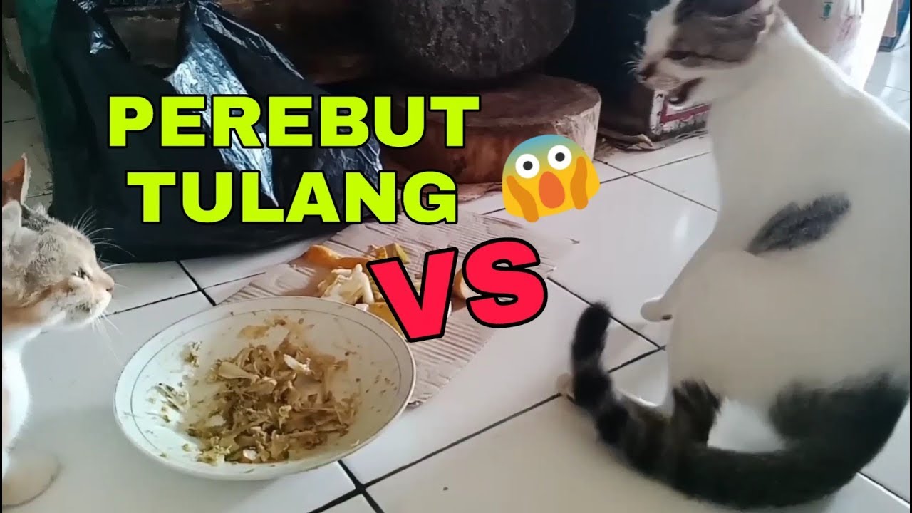 KUCING LAGI MAKAN TAPI DIGANGGUIN 😂 - YouTube