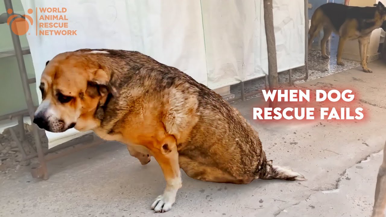 You Almost Never See THIS Until Its Too Late - Abused Dog Failed By Dog ...