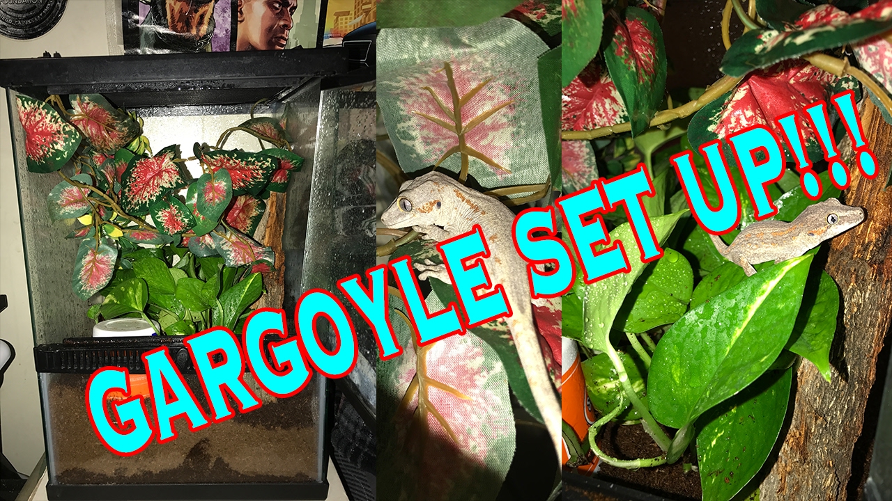 GARGOYLE GECKO SET UP!! - YouTube
