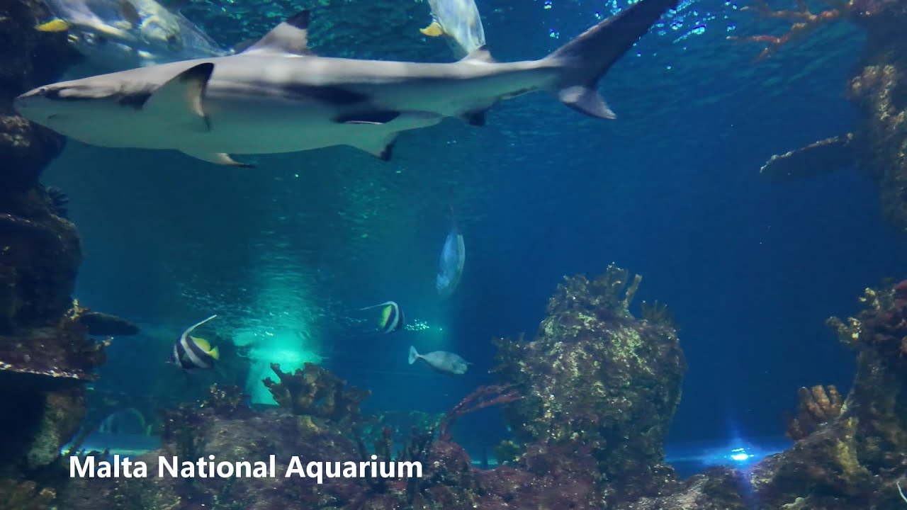 Malta National Aquarium - YouTube