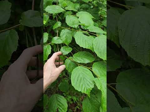 American hazelnut, Corylus americana, Giant city state park.