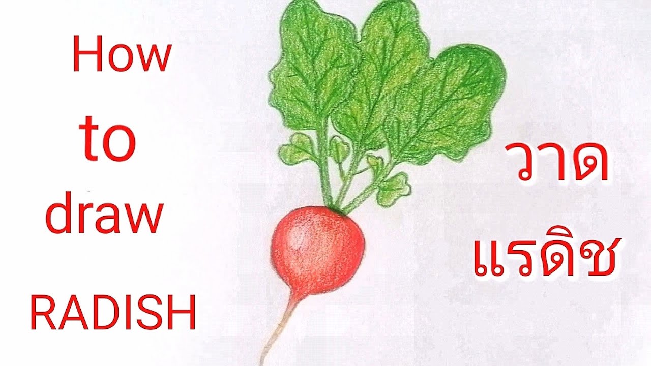 How to draw RADISH red /วาดรูปแรดิช - YouTube