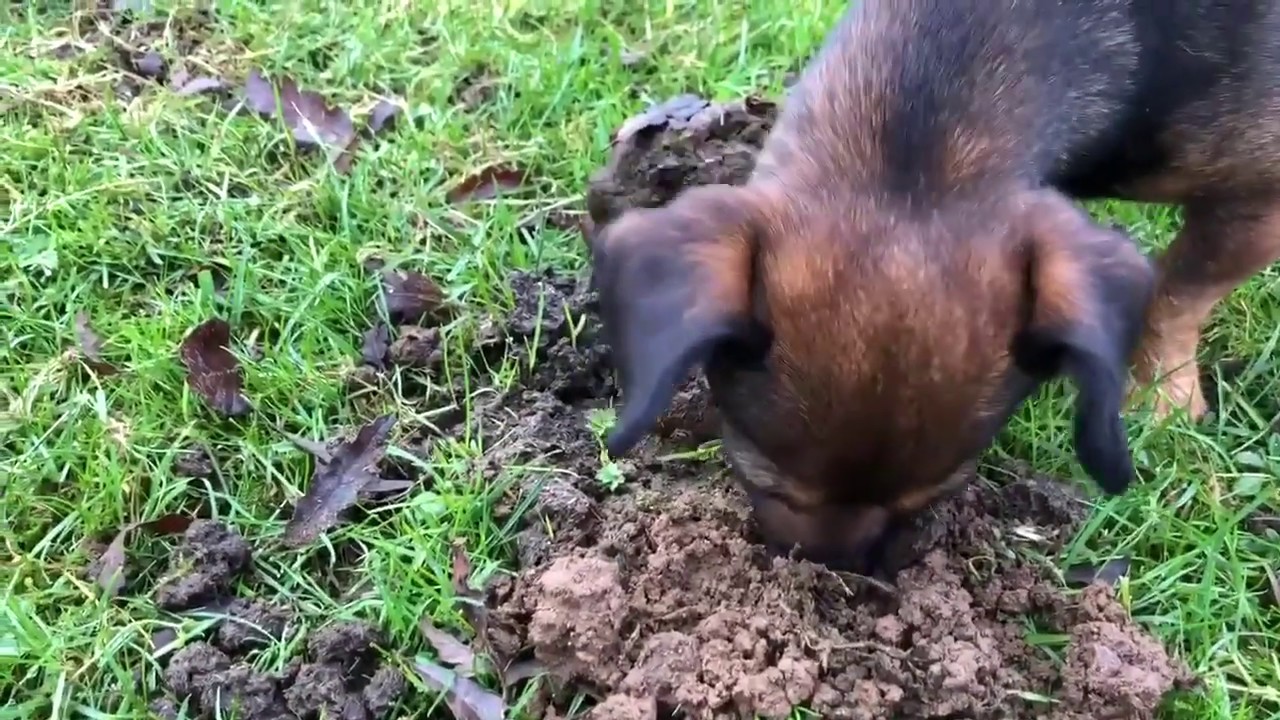 Sheep & Dung Beetles a part of the natural nutrient cycle - YouTube