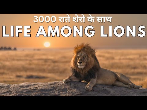 LIFE AMONG LIONS: The Lion King - E1 | National Geographic Hindi | Animal Planet Hindi