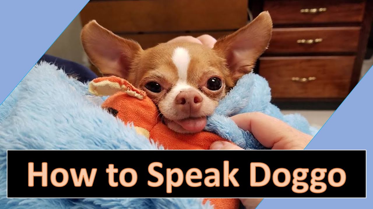 How to Speak Doggo: 20 Fun Terms and Phrases! - YouTube
