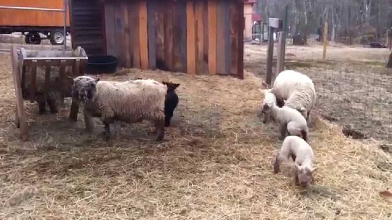 Frolicking Lambs - YouTube