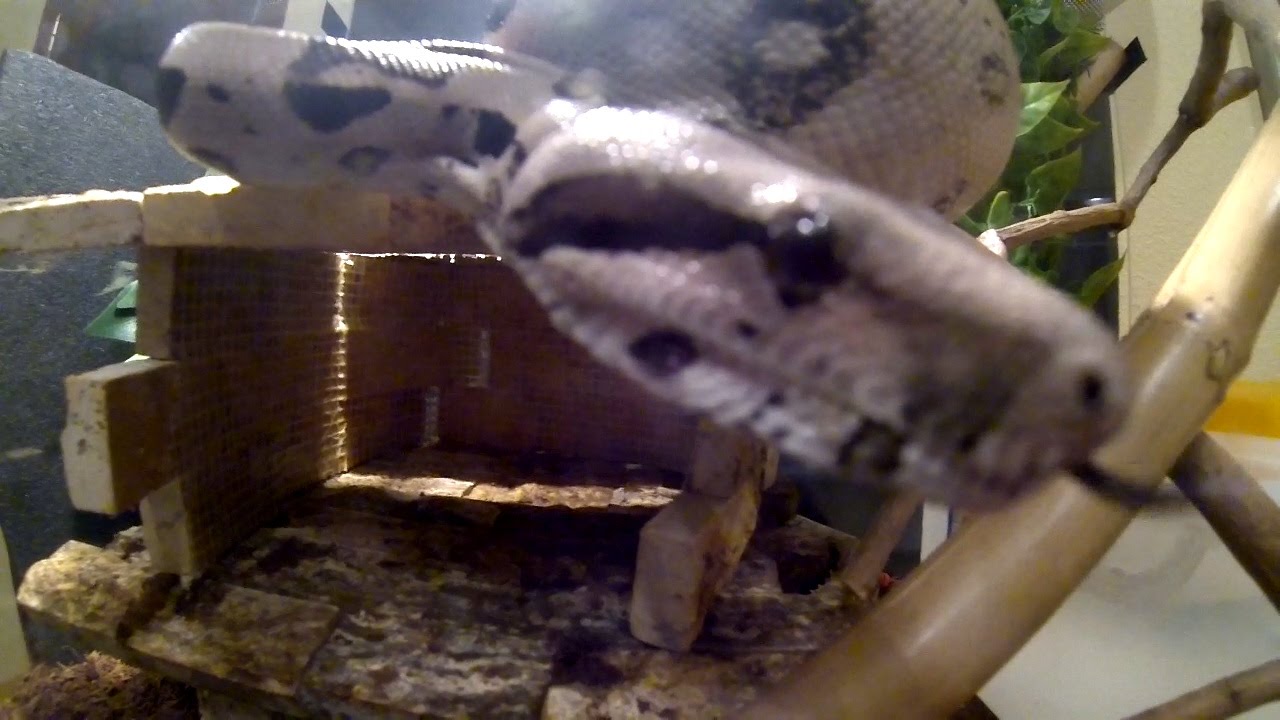 Boa constrictor slow motion attack - YouTube
