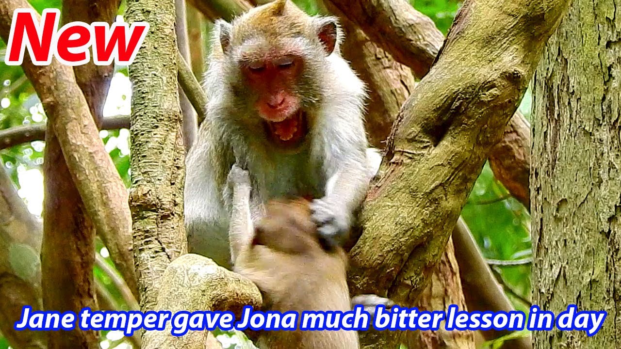 JANE MONKEY FAMILY UPDATE #DSCN0005 - YouTube