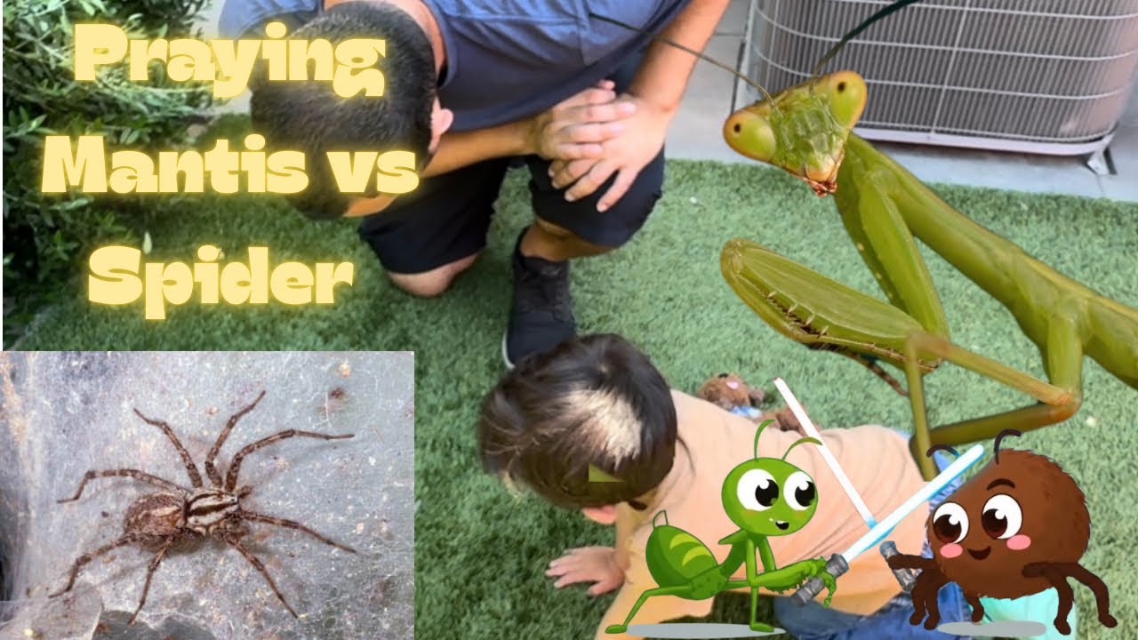 Praying Mantis vs Spider?! Praying Mantis Eats a Fly 🦟 Then Climbs Into ...