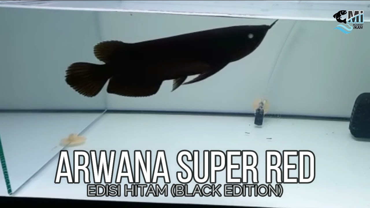 Black Arwana Super Red - Arowana Black Super Red Genetik - Arwana Super ...