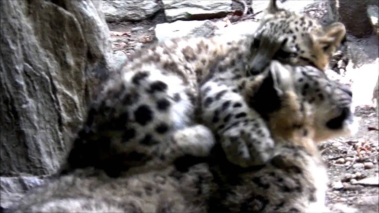 Snow Leopard Cub Plays With His Reluctant Mother - YouTube