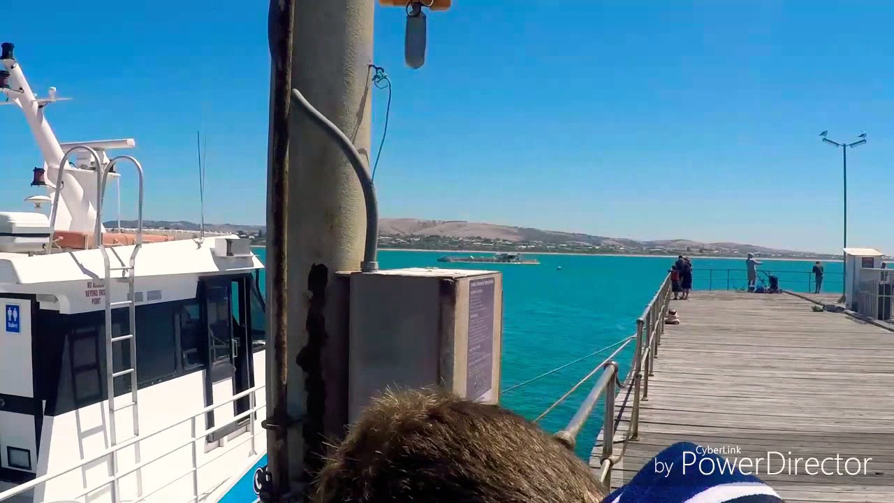 Oceanic Victor Granite island tuna swim - YouTube