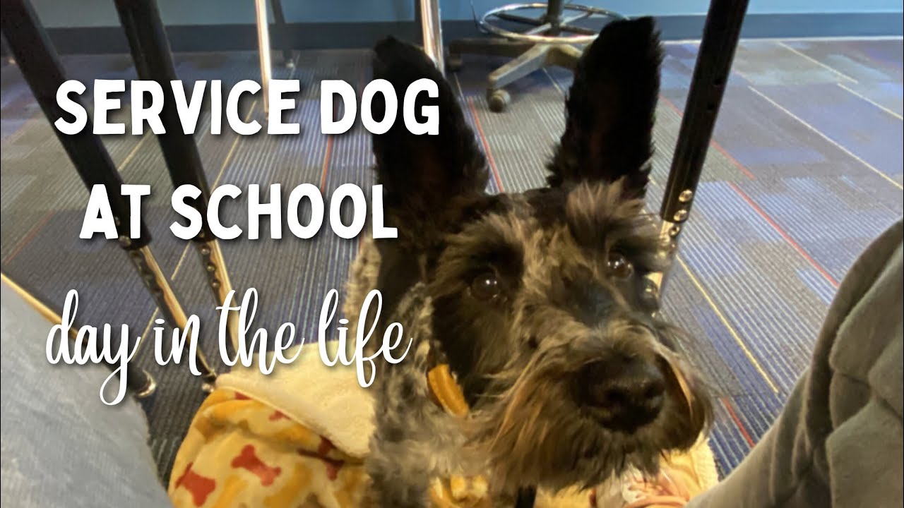 A Day in the Life of a Service Dog at High School (Vlog ...