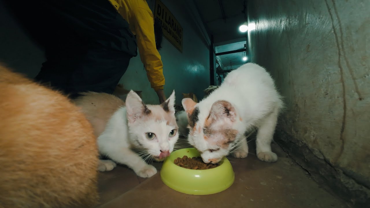 Happy stray cats feeding 179 - YouTube