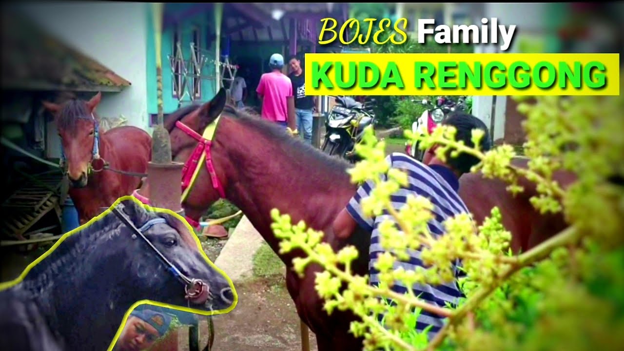 KUDA RENGGONG BOJES FAMILY | Horse - YouTube