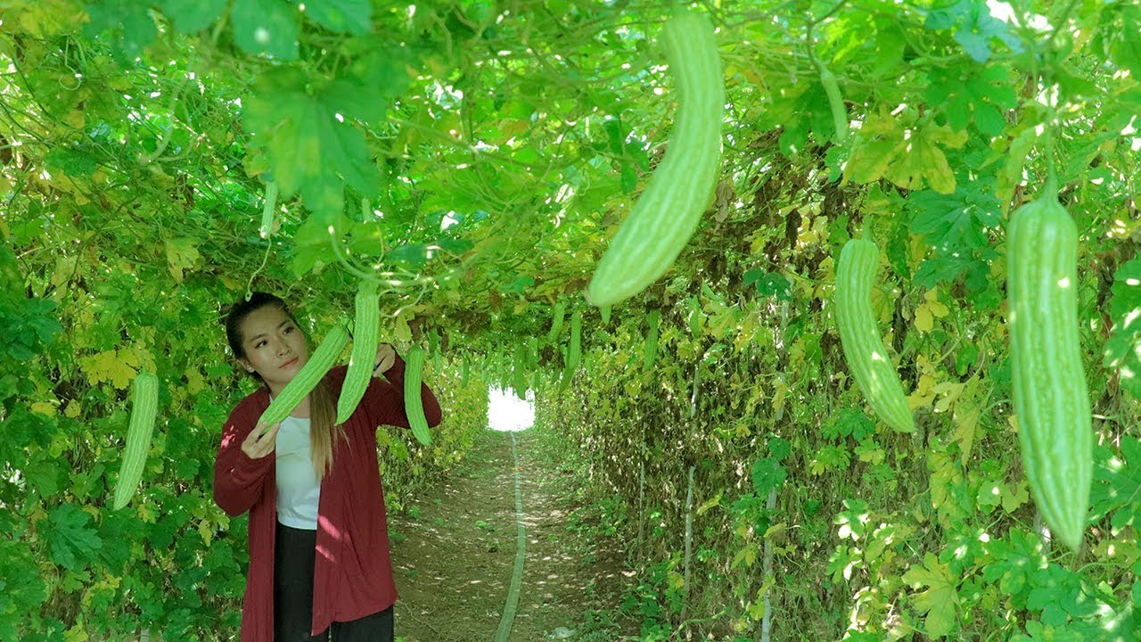 Cooking Bitter melon Recipes In my Homeland - Chettra Cooking - YouTube