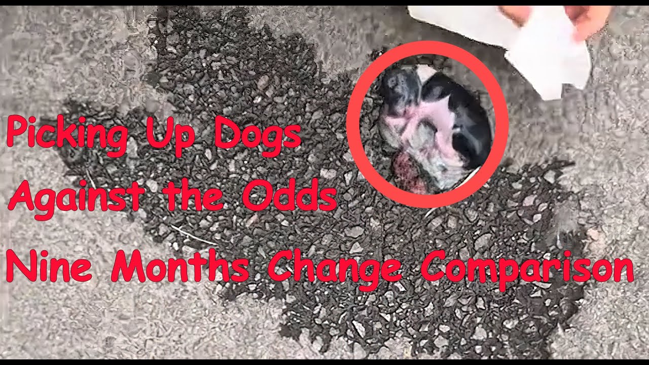 From 93 Grams to a Happy, Healthy Family Member ️#animals #dog # ...